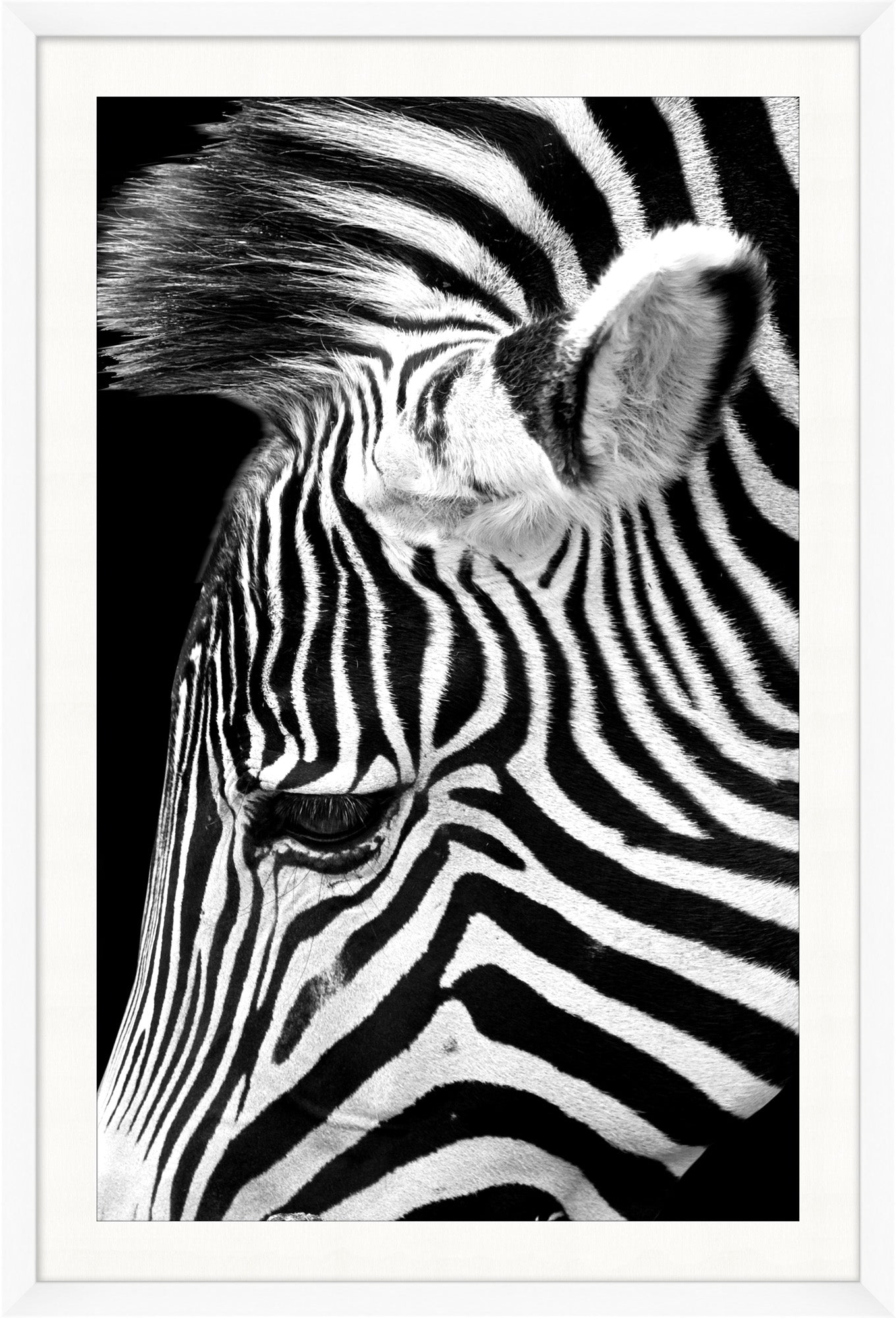 Dynamic Zebra 1 – Mat Sanders